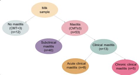 Flowchart Of Sample And Mastitis Classification Normal Milk Cmt