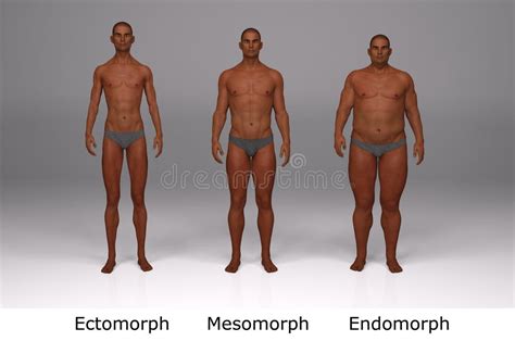 3d Render The Portrait Of Male Body Type Ectomorph Mesomorph