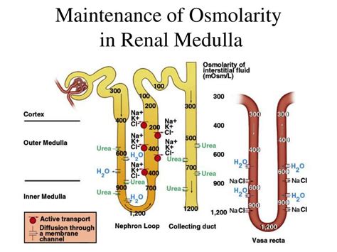 PPT Chapter 23 The Urinary System PowerPoint Presentation Free
