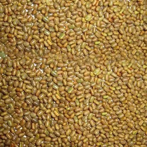 Dhaincha Seeds Sesbania Aculeata 25 Kg Agriplex