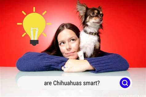 Are Chihuahuas Smart? - Oodle Life