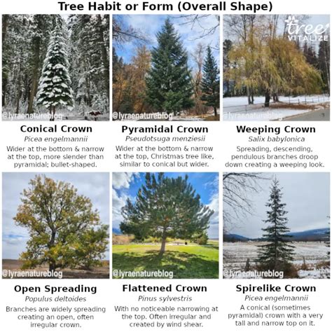17 Different Types Of Fir Trees And Their Identifying Features