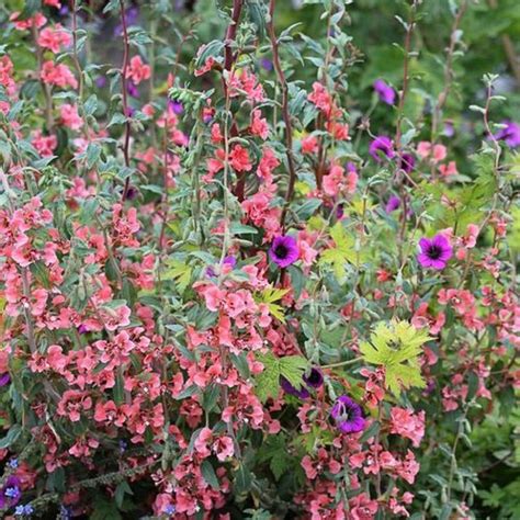 Кларкия изящная (Clarkia Unguiculata): как выглядит рассада и цветки ...