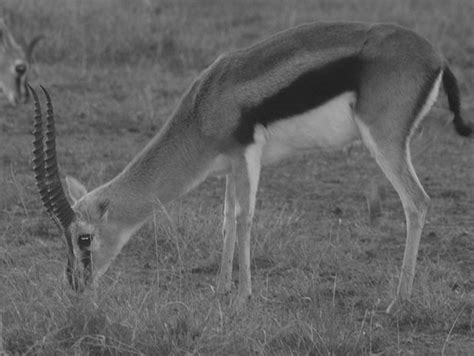 Thomsons Gazelles Are Herbivores Plant Eaters 90 Of Their Diet