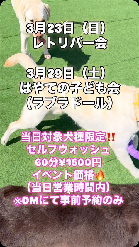 Sybase（エスワイベース） ・ Sybaseは会員制になっております😊 会員登録の際は必ず ・狂犬病予防接種証明書 ・三種以上