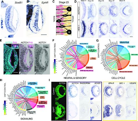 Notch Signaling Is Required To Maintain Retinal Progenitor Cell