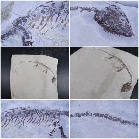 Hyphalosaurus Lingyuanensis Is It Real How To Recognize Fossil