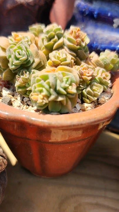착한마녀의 다육이야기 다육이 다육이분갈이 식집사 다육농원 다육이키우기 다육이를부탁해 다육이키핑장 반려식물 식집사 Youtube