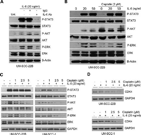 Effect Of Cisplatin On Key Signaling Pathways Involved In The