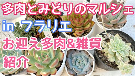 【vlog362】【多肉植物】秋の多肉狩り🍄多肉とみどりのマルシェ🎪お迎え多肉and雑貨🪴 Youtube