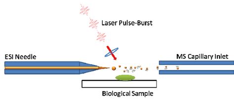 Laser Ablation Setup Including Esi Needle Biological Sample Incoming