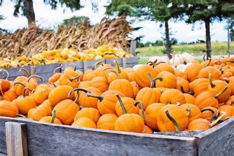 2020 Best Pumpkin Patches In Dallas Fort Worth We Are Dallas Fort Worth