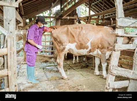 Farmer Doing The Procedure Of Artificial Insemination Of Cow In The