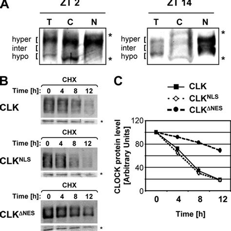 Sequential Compartment Specific Processing Of Clk In Vivo A Results Download Scientific