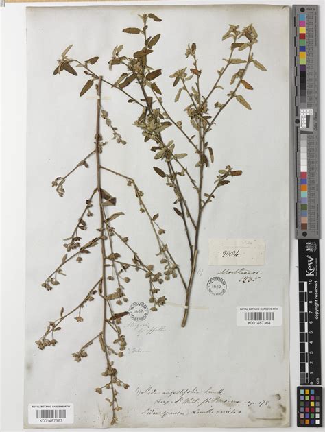 Sida Spinosa L Plants Of The World Online Kew Science