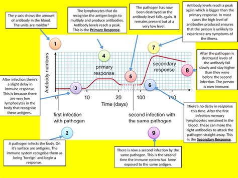 Edexcel Cb5 Sb5 The Immune System Complete Lesson Gcse Biology Combined Science Teaching