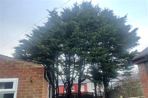 Tree Bracing Lytham St Annes Lancashire Tree Services