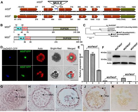 Molecular characterization of MS5. (A) Genomic structure of MS5 a , MS5 ...