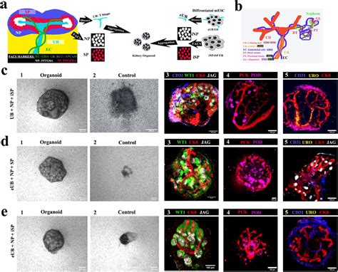 Testing Mesc Derived Components In Chimaeric Organoids A Schematic