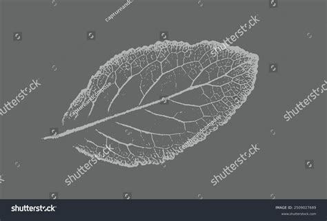 Gray Grayscale Leaf Print Stamp Botanical Stock Vector Royalty Free