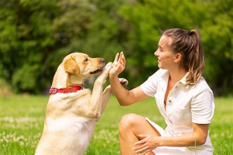 9 Erros Para Evitar Na Hora De Educar O Cachorro Portal EdiCase