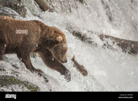Brown Bear Attempts To Catch Salmon And Shows Claws At Waterfall Stock Photo Alamy