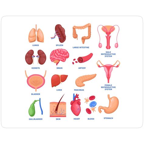 Тематичне оцінюванняРегуляція функцій організму Ендокринна система Мышечная система Знание