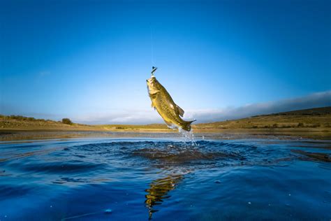 The Ultimate Guide To Fishing Lake Fork Texas