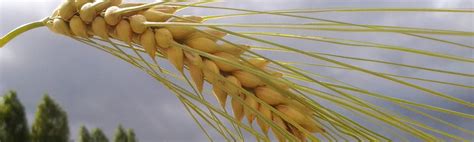 Orzo