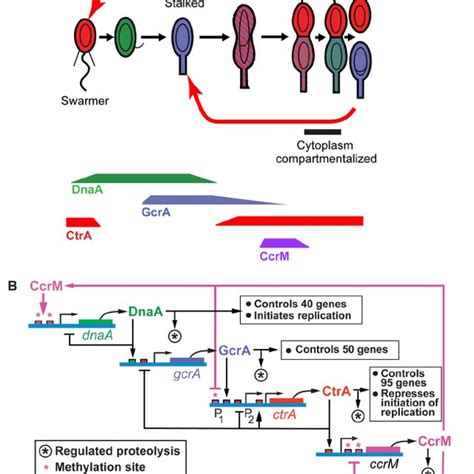 Whole Cell View Of The Cell Cycle Control System Download Scientific