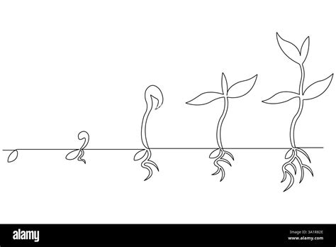 Continuous Single Line Art Drawing Of Plant Growth Processing From Seed Outline Vector Stock