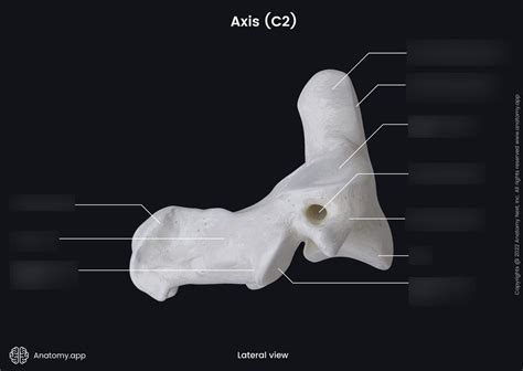 C Lateral Diagram Quizlet