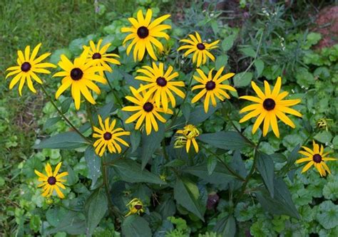 Plant Of The Day Quiz 5 Flashcards Quizlet