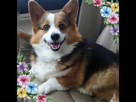 Funniest And Cutest Corgi Puppies Funny Pembroke Welsh Corgi Puppy