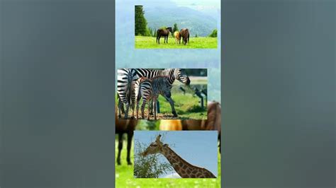 පරිසරය ලස්සන කරන සතුන් Youtube