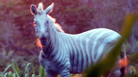 Zoe Konas Rare Golden Zebra Dies