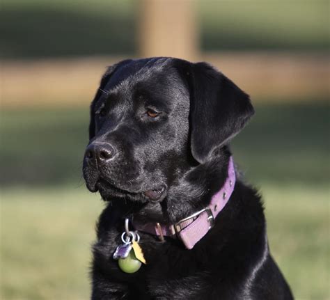 Random Names In C Using Linq And A Touch Of Functional Programming Abodit Blog The Blog Of