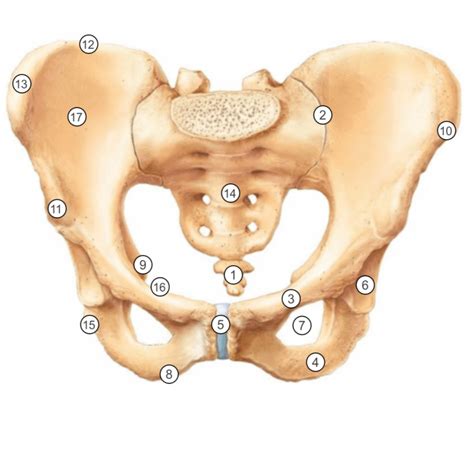 Pelvic Bones Diagram Quizlet