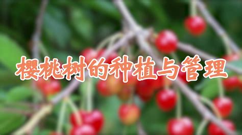 樱桃树的种植与管理 发财农业网