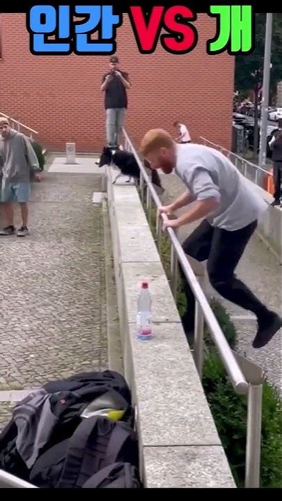 파쿠르 대결로 개를 이길 수 있다는 남성 결과는 신기한영상 파쿠르 대결 Youtube
