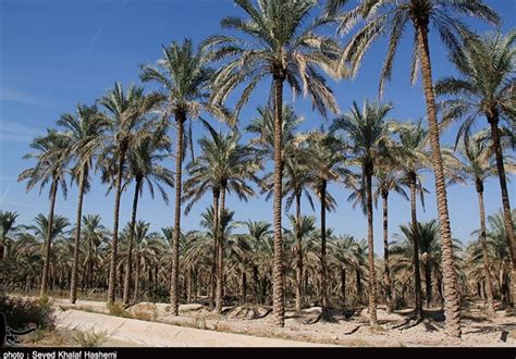 164 هزار تن محصول از نخل های استان بوشهر برداشت شدتصاویر اخبار بوشهر