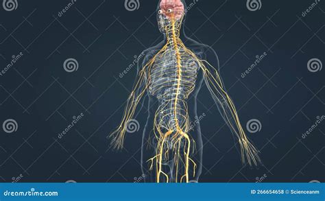 Central Nervous System Brain And Spinal Cord Stock Footage Video Of