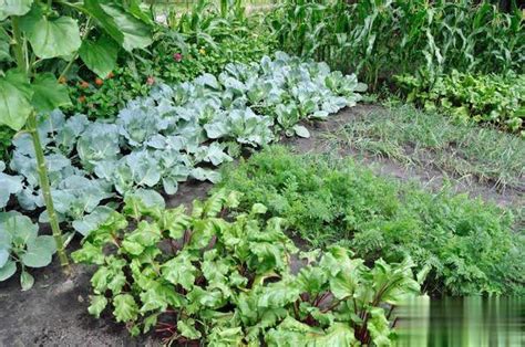菜越种越好的5个小习惯，种菜爱好者一定要逼自己养成