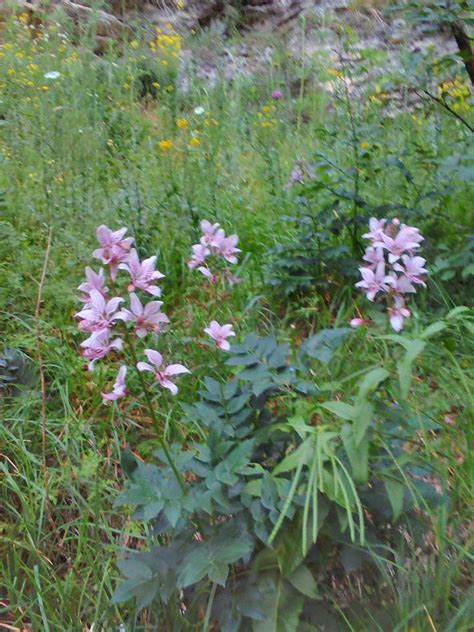 Животът с Народна медицина Росен Росен е ключова магическа билка в народните вярвания