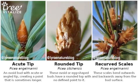 18 Different Types Of Spruce Trees And Their Identifying Features