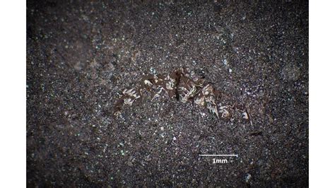 Conodont Cluster With Soft Tissue Maybe Fossil Id The Fossil Forum