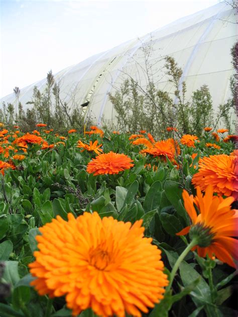 Résultats Biodiversité Fonctionnelle Visite Du 16 Juin 2011