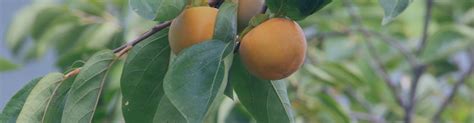 Persimmon Leaf Extract