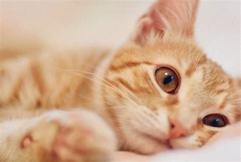 Keep Indoor Cat Happy Greenfields Vet