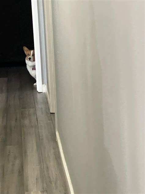 Not The Best Photo But One Of The Queens Corgi Looks Very Displeased